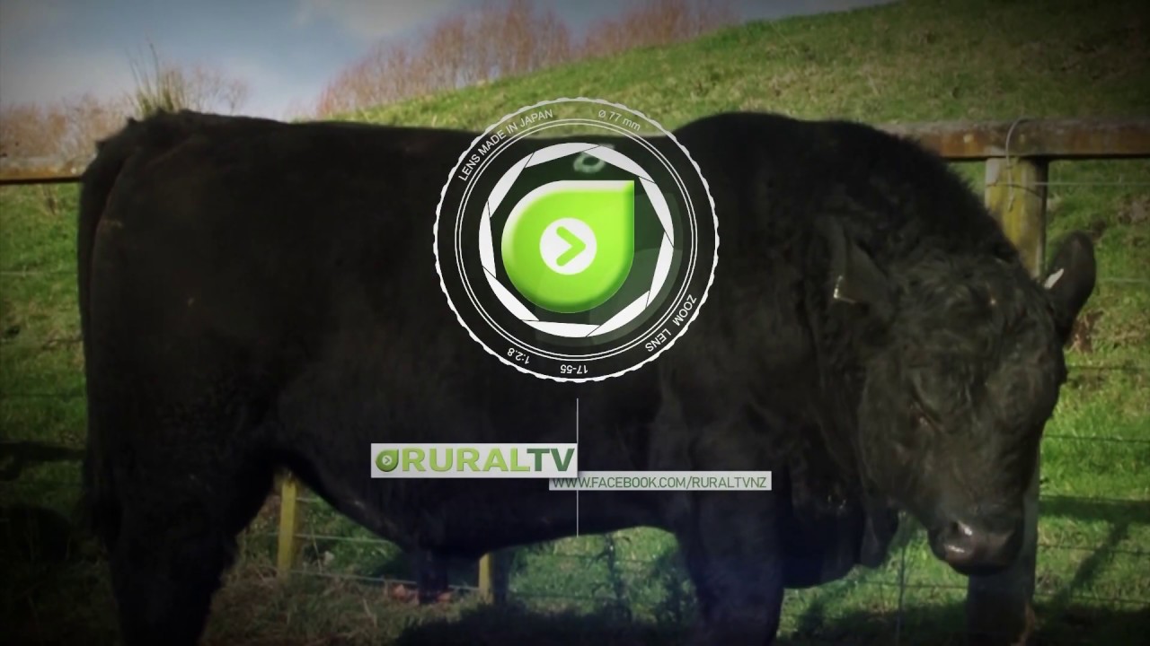 Te Mania Angus - YouTube