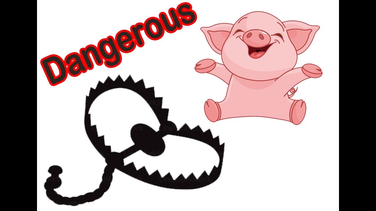 How they catch the pigs - YouTube