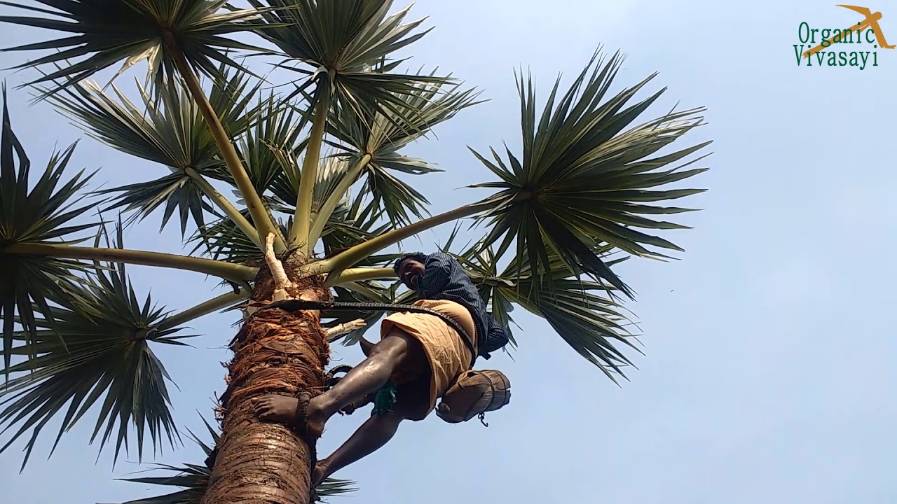 பனையேறி | பனை மரம் என்பது வெறும் மரம் மட்டுமல்ல அது தமிழரின் அடையாளம் ...