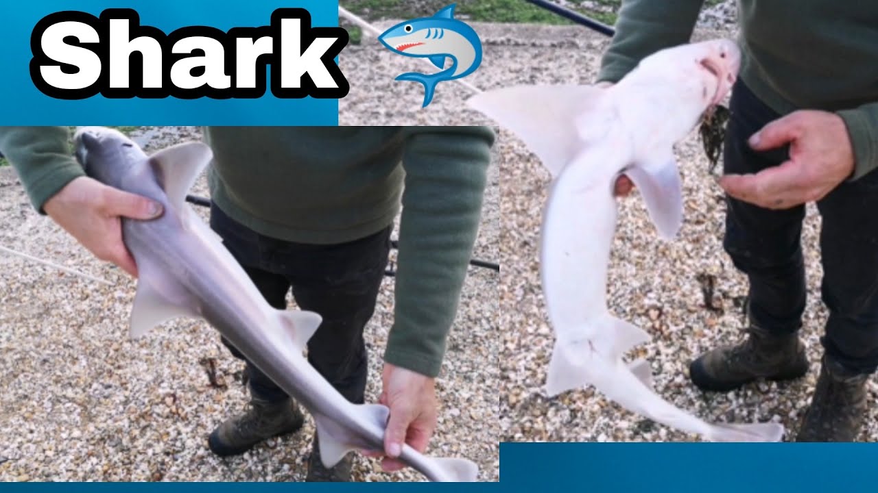 SHARK caught in Southampton water | England | British Water | UK - YouTube