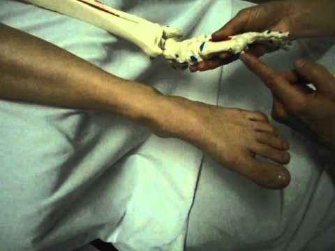 3. 1er métatarse - YouTube