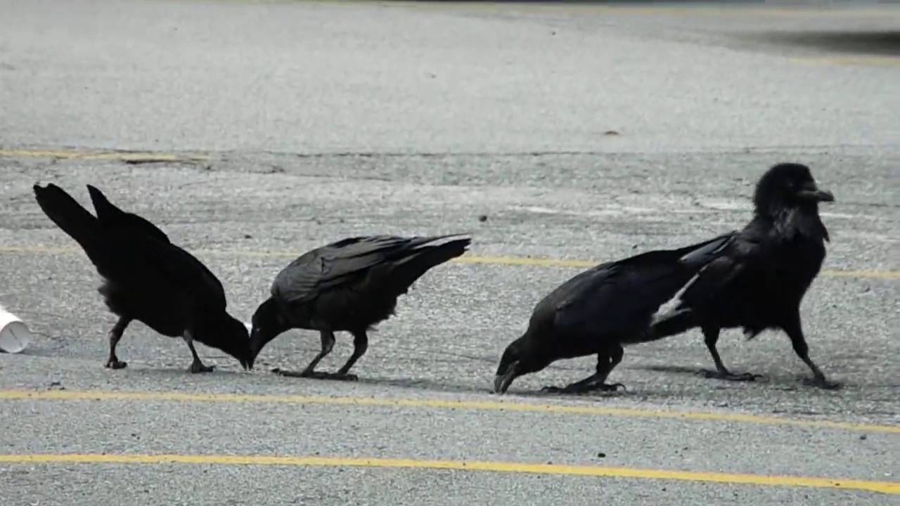 Six Ravens Squawking - YouTube