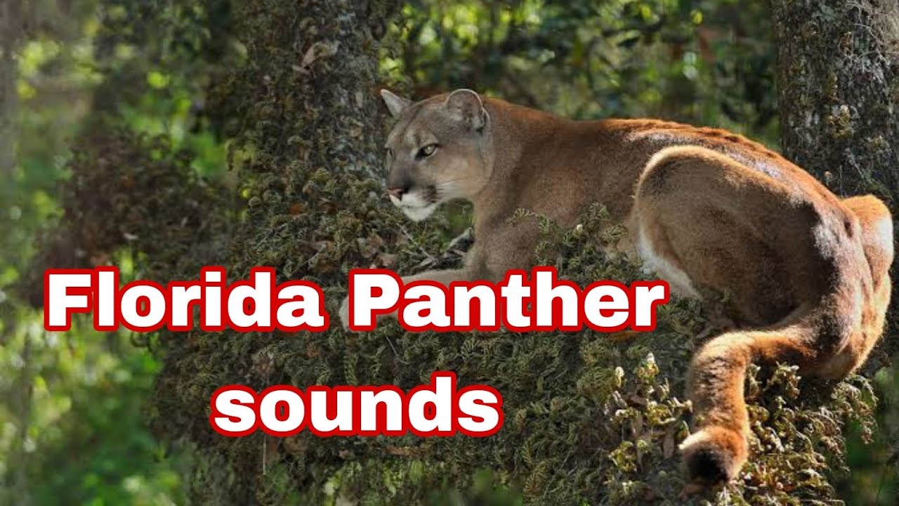 Florida Panther sounds. - YouTube