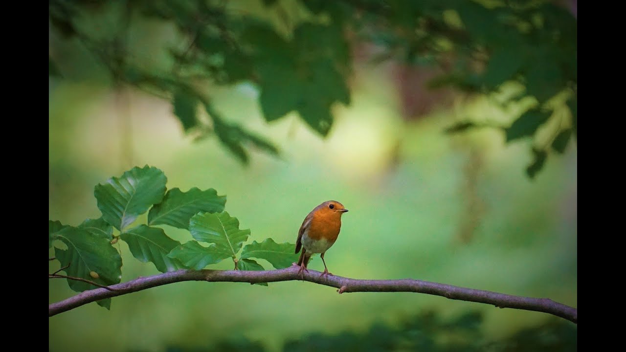 Nature Sounds & Forest Sounds Birds Singing Sound of Water ...