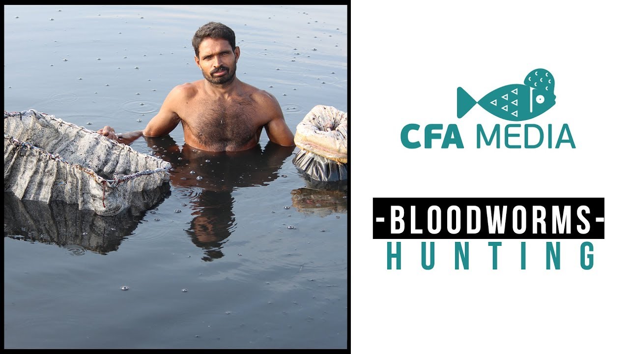 Bloodworms | Live Hunting | Rare video | Kolathur Fish Market | #2 ...