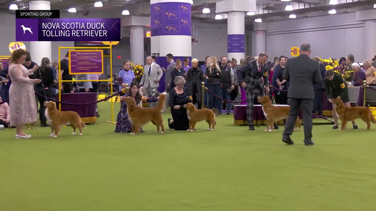 Retriever (Nova Scotia Duck Tolling) | Breed Judging 2025 - YouTube