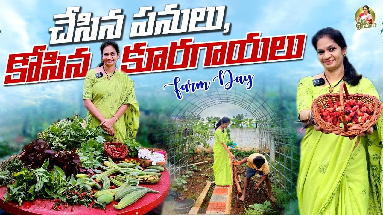 Farm Day/ ఇవాళ హార్వెస్ట్లో మల్బరీలు హైలైట్ @MADGARDENER - YouTube