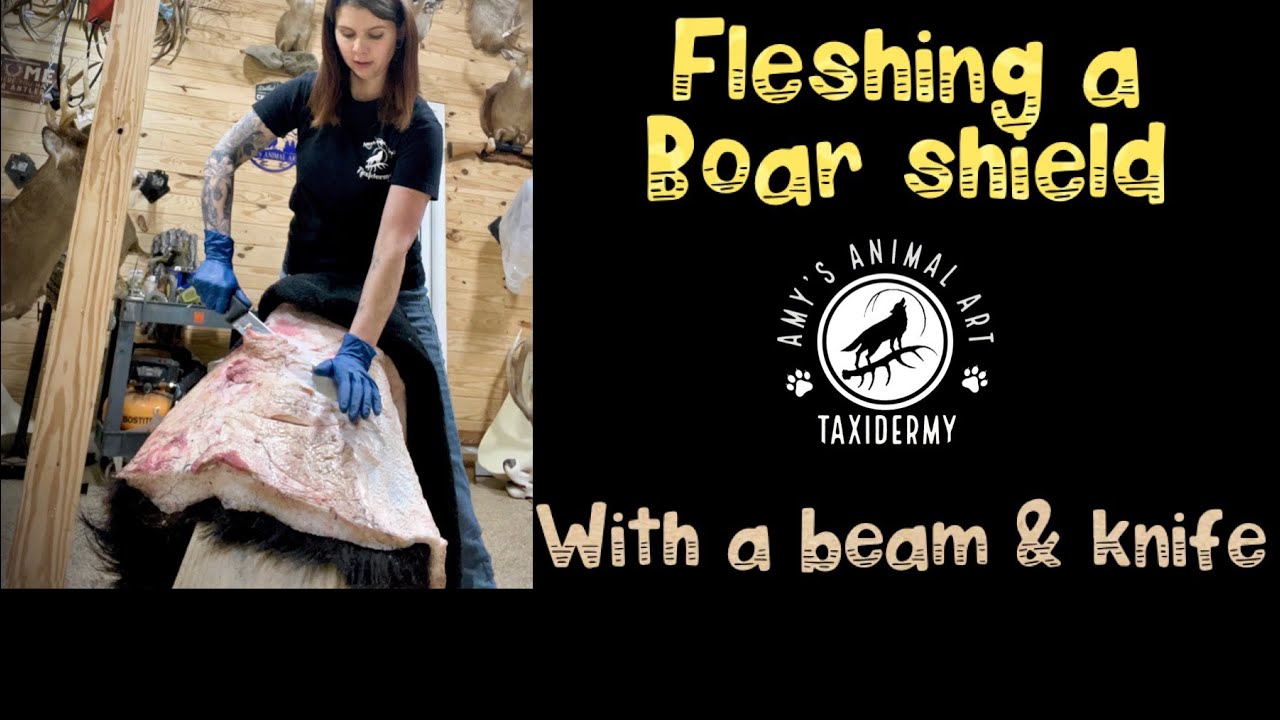 Fleshing a hog cape with a beam and knife - YouTube
