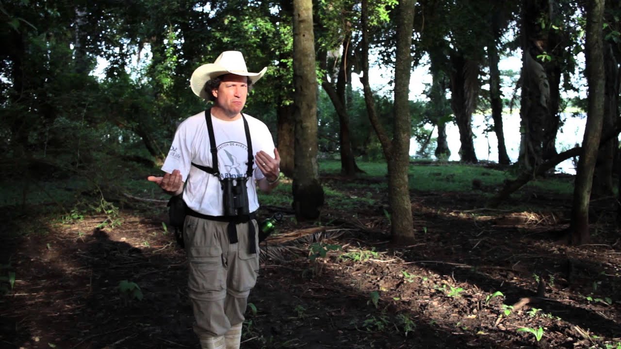 Motacu Palm Regeneration: Barba Azul Nature Reserve, Blue-throated ...