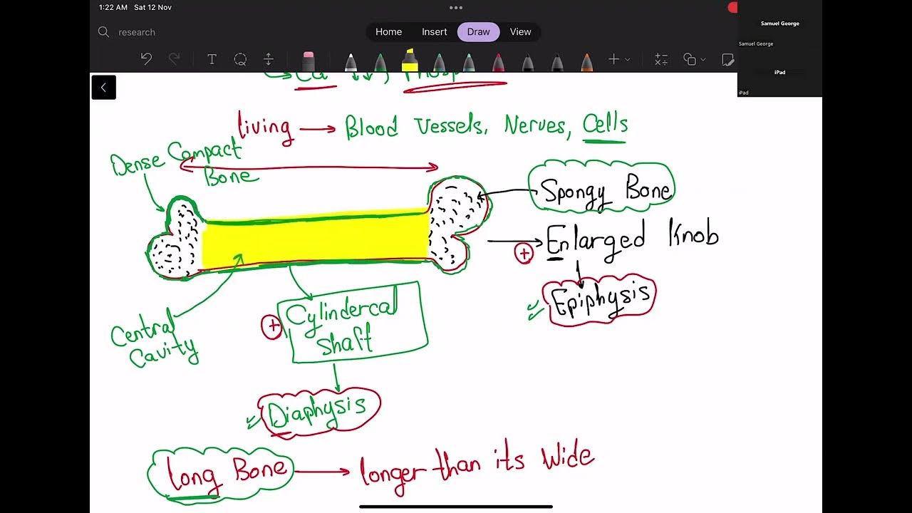 Skeletal System part 1 - YouTube