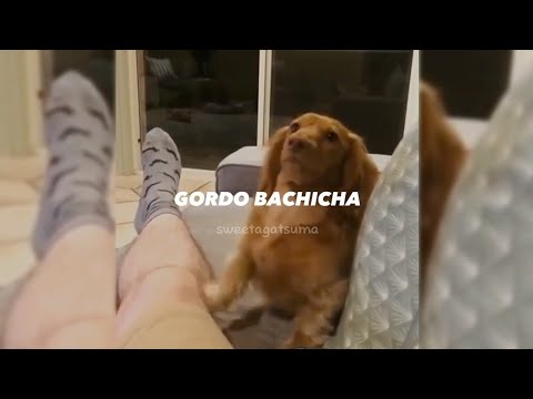 “perro salchicha, gordo bachicha" 💗 - YouTube