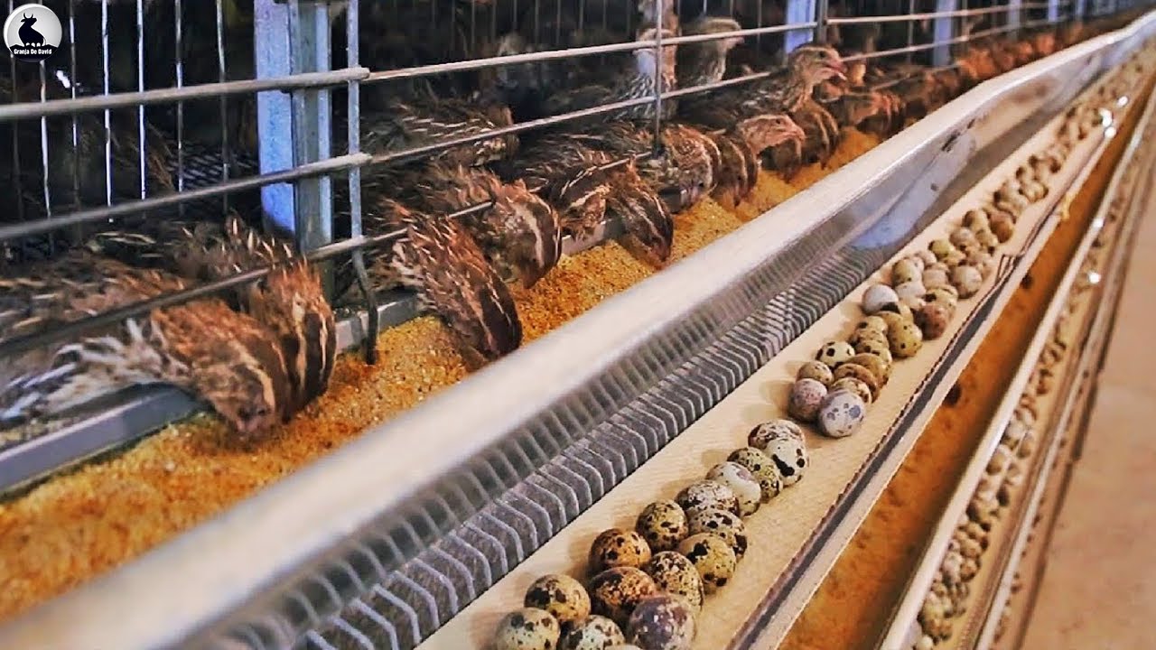 Cómo una granja de codornices produce millones de huevos todos los días ...