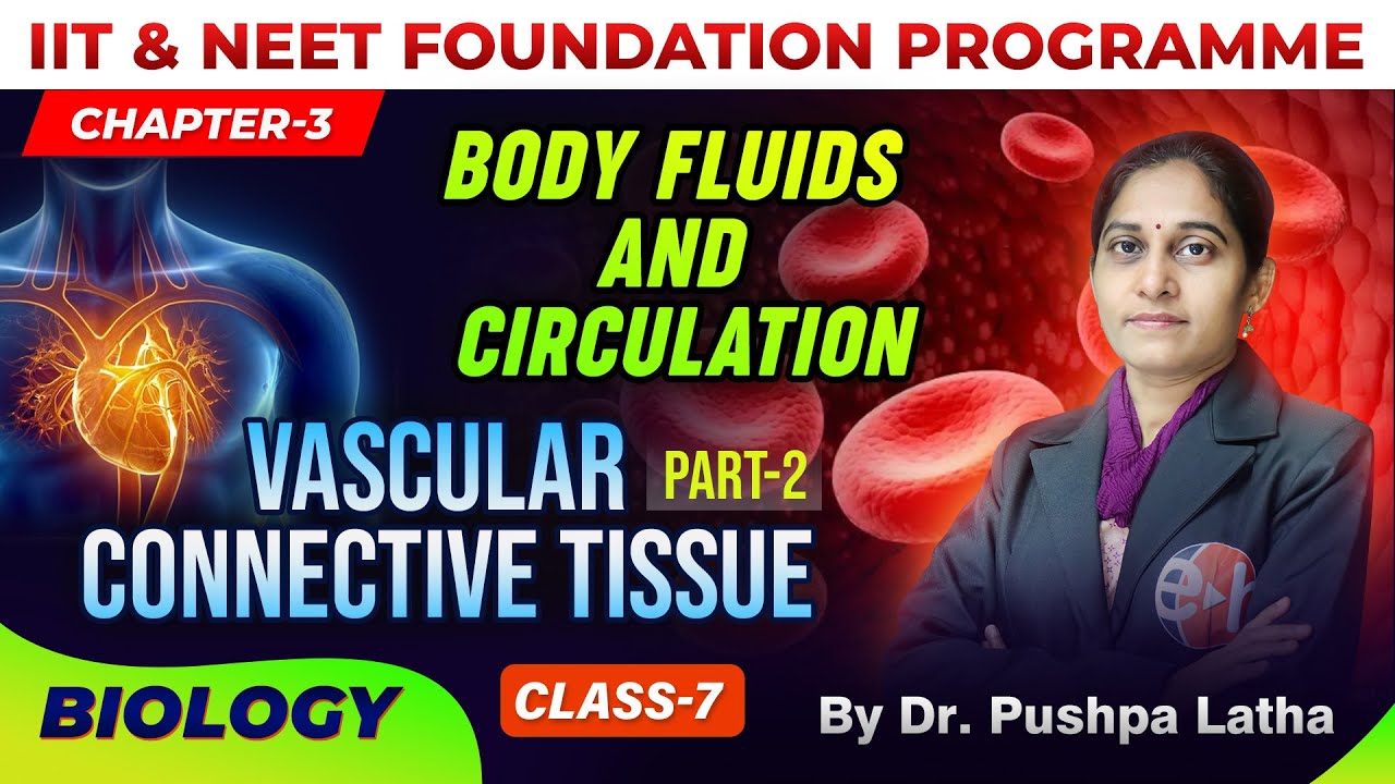 2. Vascular Connective Tissue | Part-2 | Body Fluids And Circulation ...