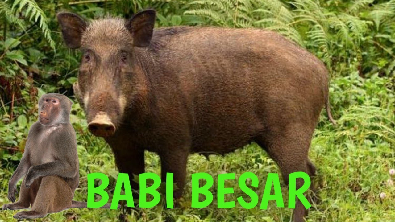 BABI BESAR BIKIN KAGET #hutanborneo - YouTube
