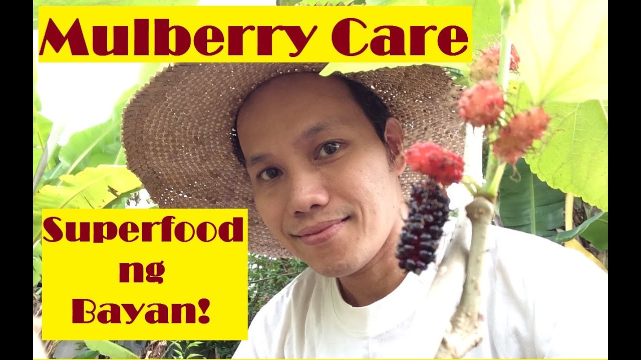 Paano Alagaan ang Mulberry Tree sa Pilipinas (Basic Info and Care Tips ...