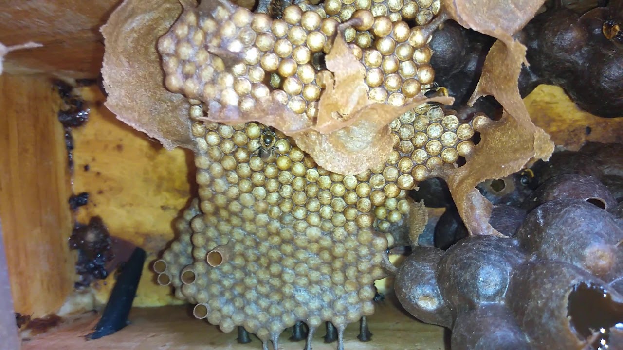 Abelhas Jandaíra Melipona Subnitida - YouTube