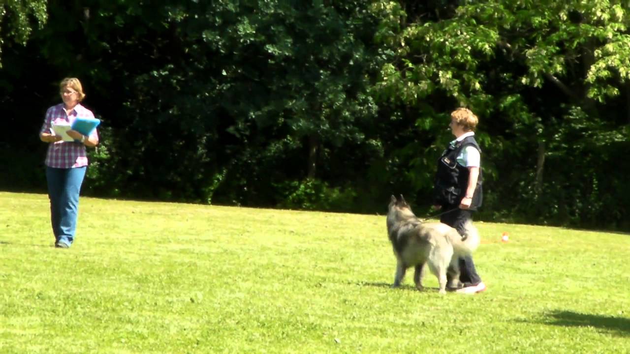 Obedience Beginner - YouTube
