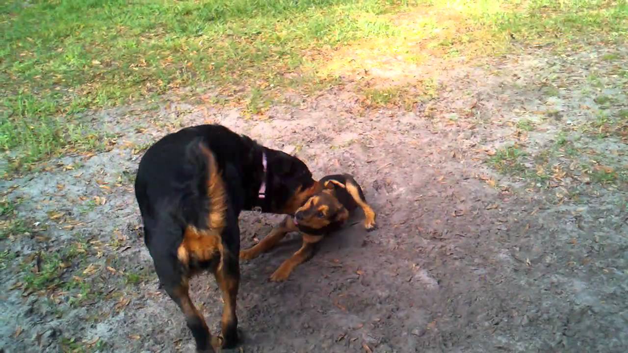 Puppy play time! - YouTube