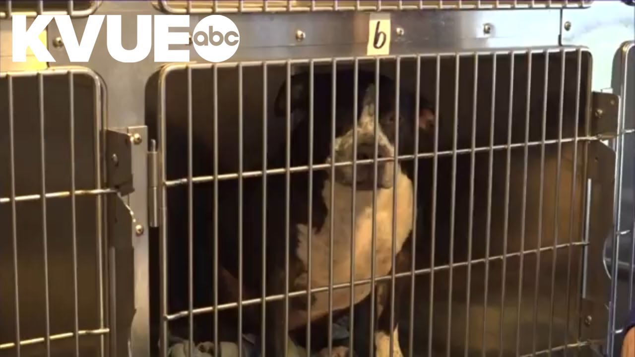 Save This Life microchip company closes - YouTube