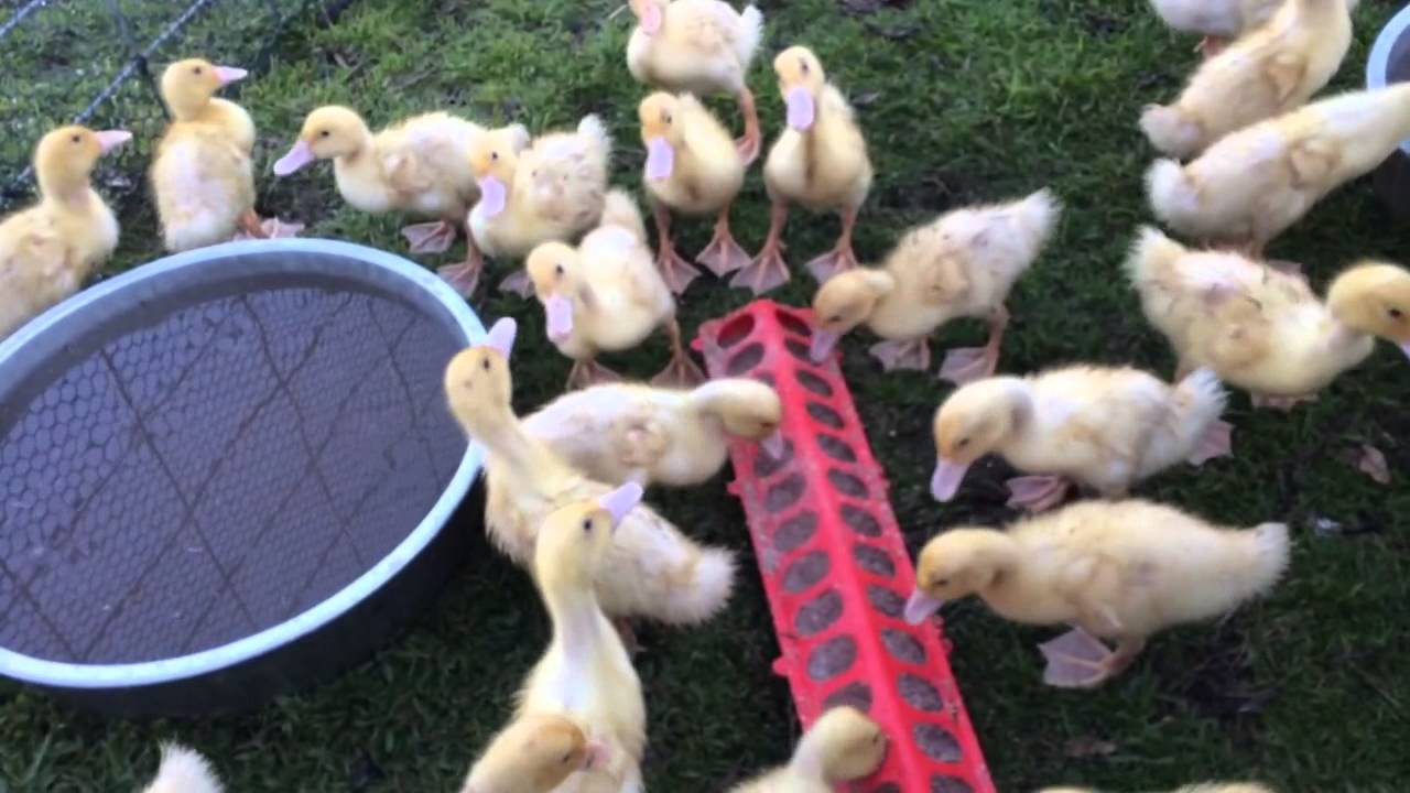 The Duck Chronicles Episode Fifteen – Paddock Shift About to be Seen ...