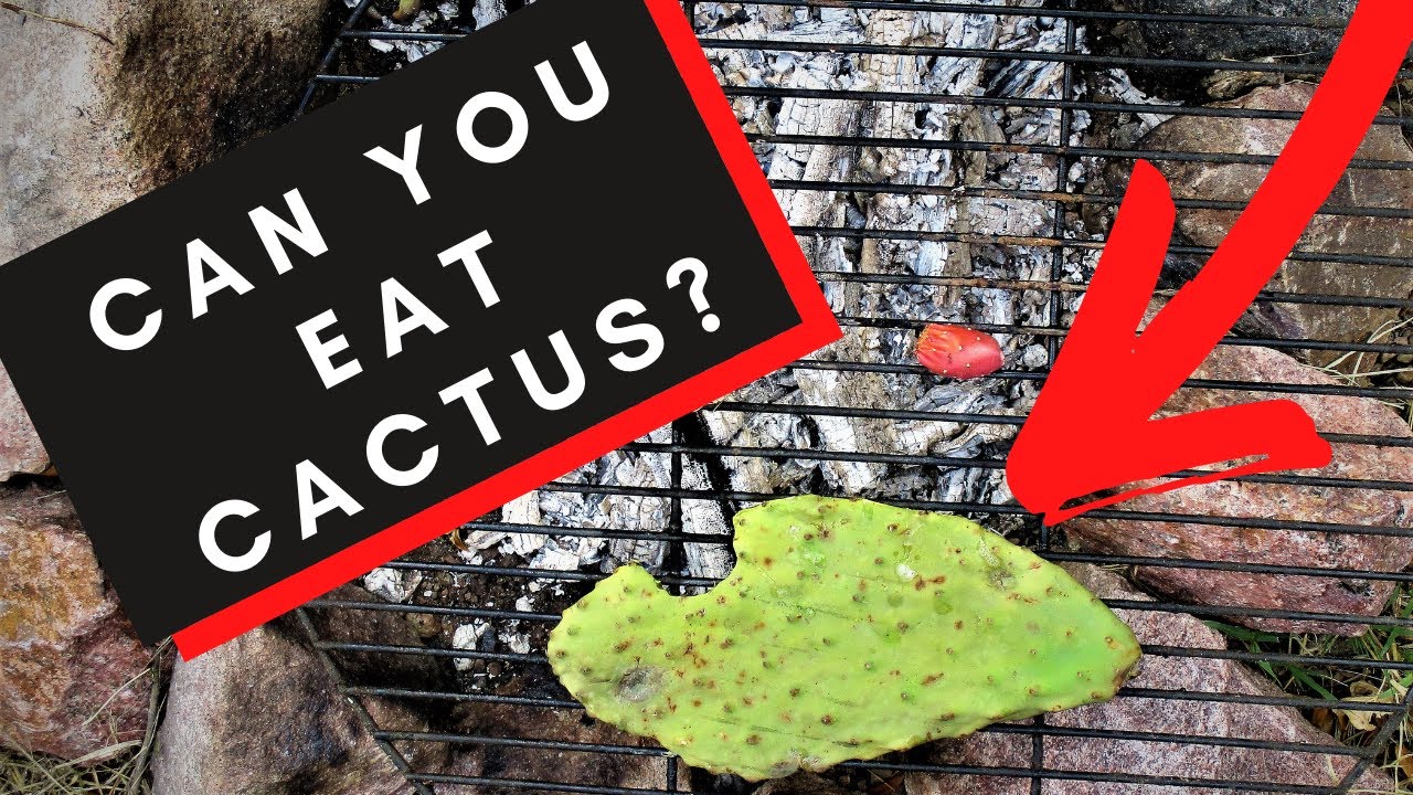 CAN YOU EAT A CACTUS? (desert survival food and water) (nopales) - YouTube