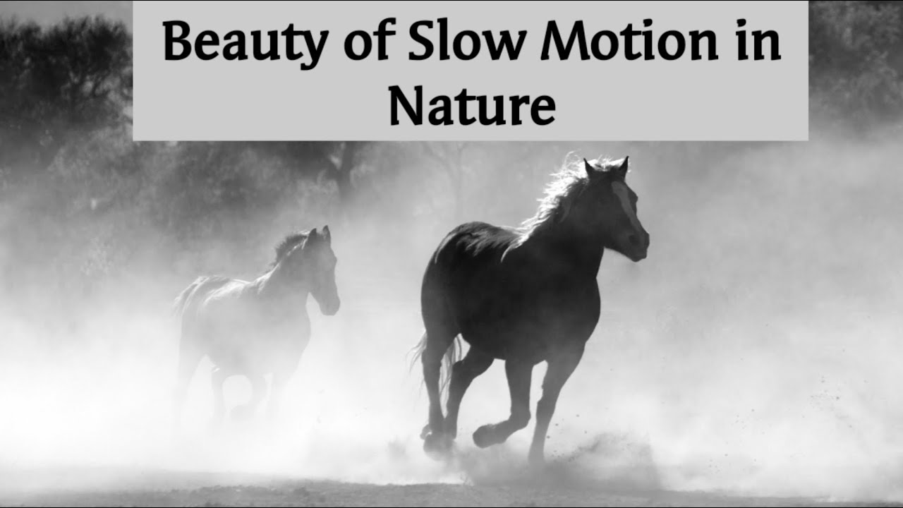 Beauty of Slow Motion in nature| Slow Motion Magic in nature - YouTube