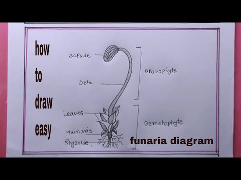 Funaria Diagram
