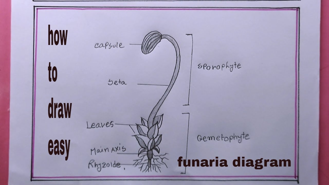 Funaria Diagram