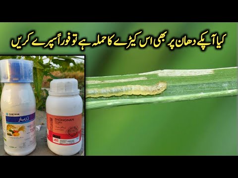 Rice Leaf Folder || Life Cycle Of Leaf Folder|| Blaast On Paddy Field ...