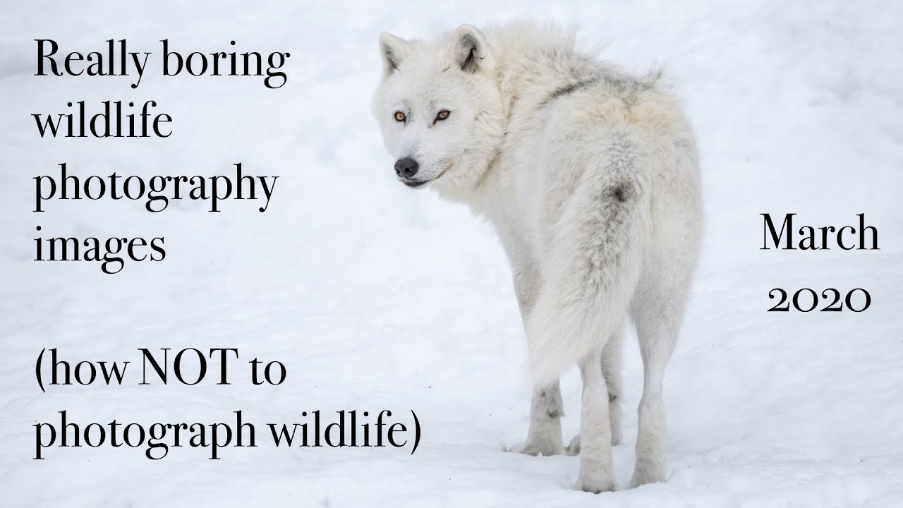 Really boring wildlife photography images (how NOT to photograph ...