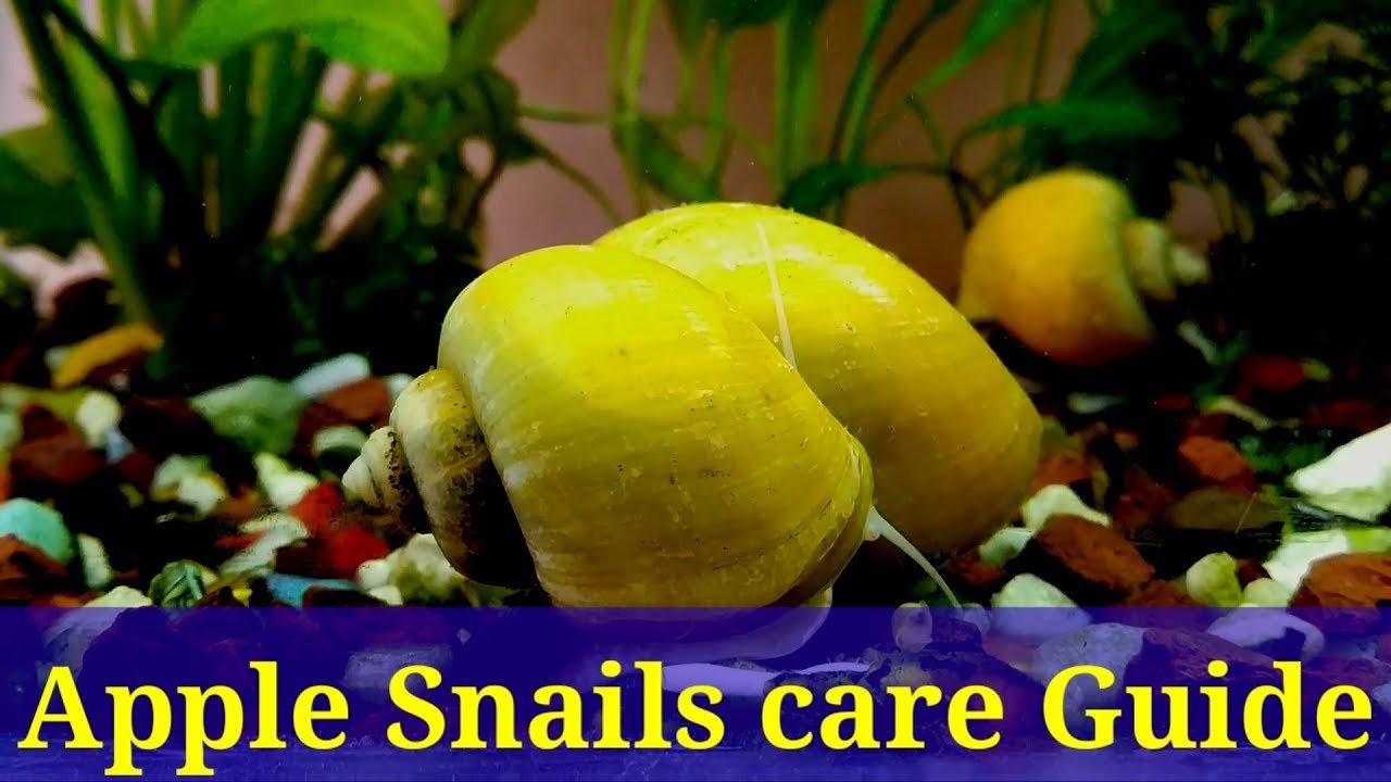 Apple Snails Care Guide - YouTube