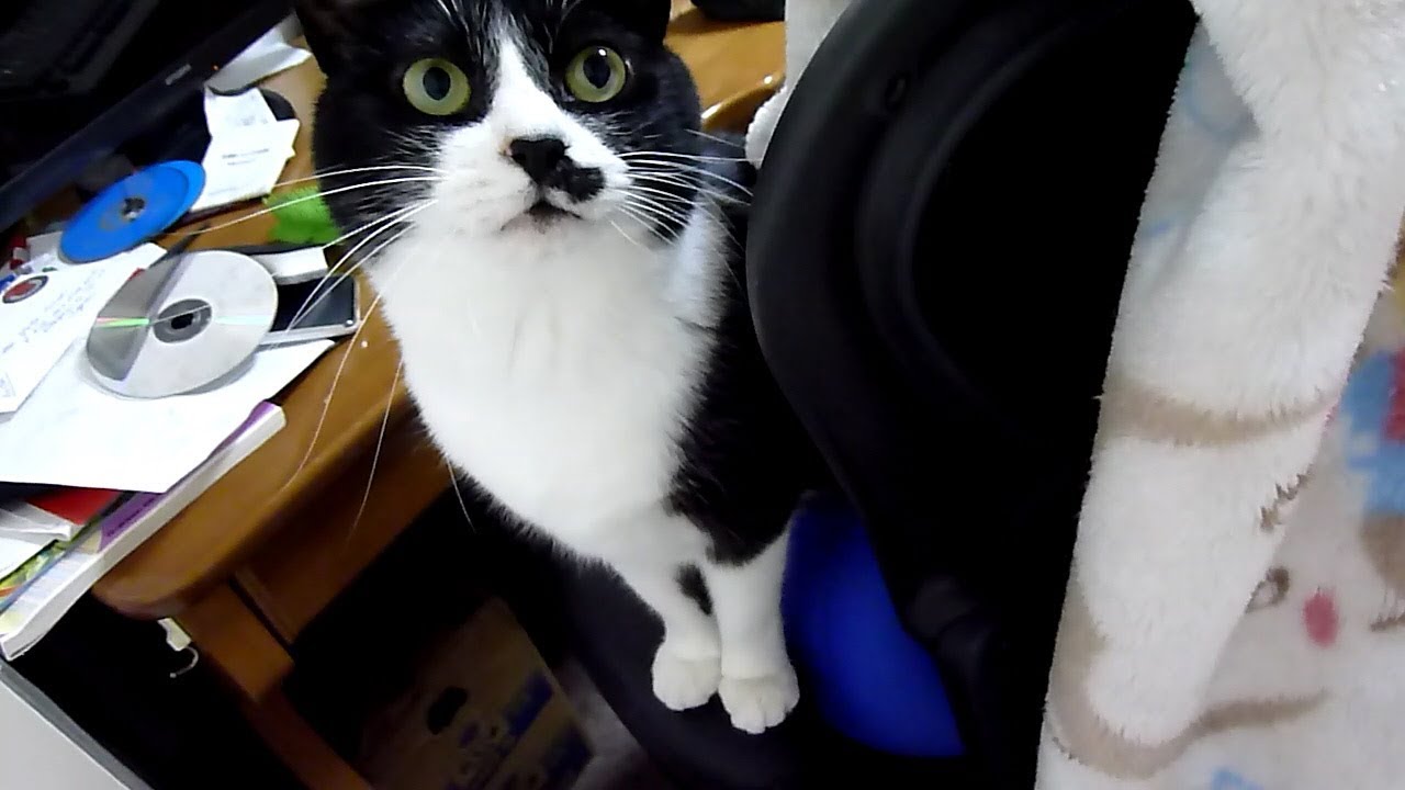 小さくて大きな声で迎える猫 Cat Monaka cute voice cute behavior - YouTube