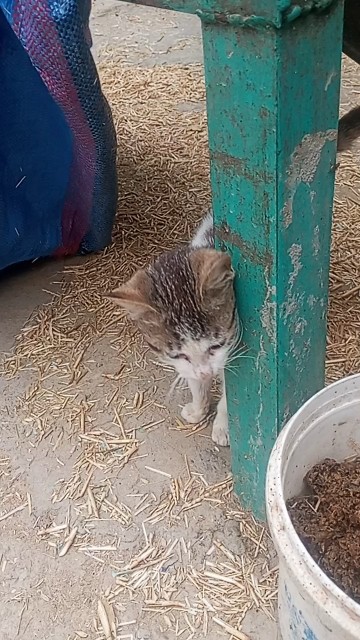 #cat #wooow short video ### - YouTube