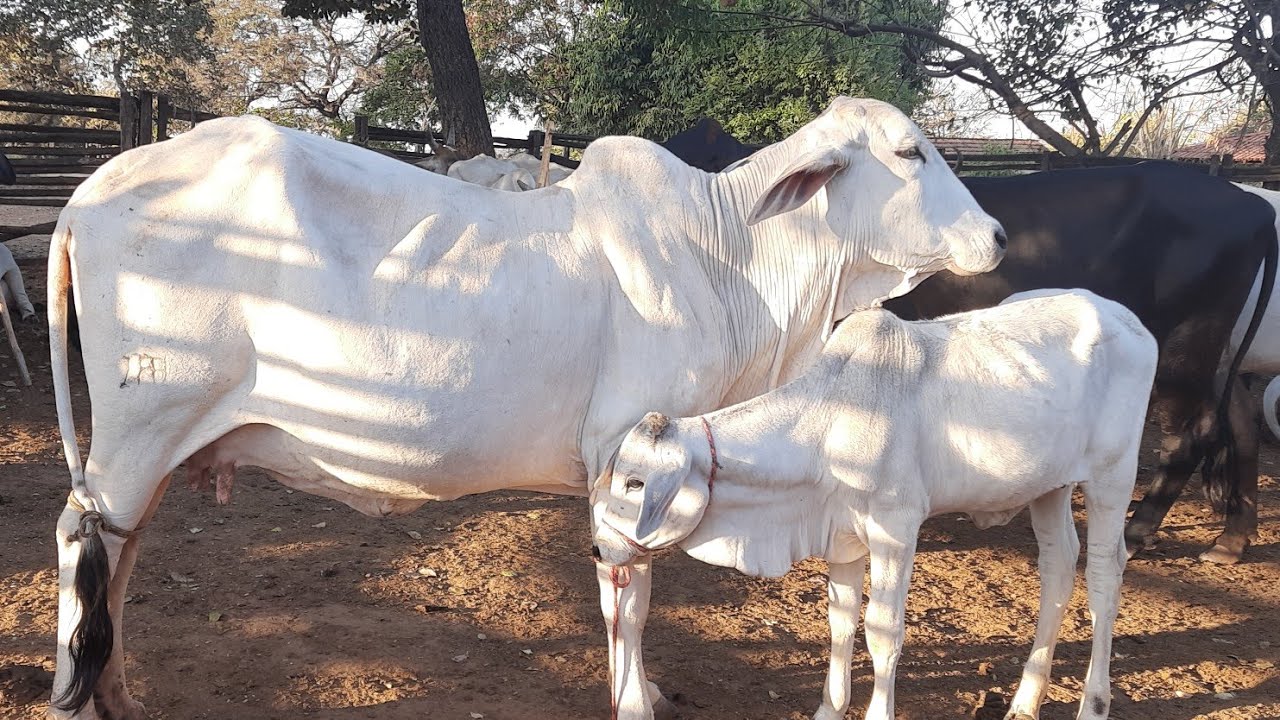 PREÇO DE VACA NELORE MAGRA - YouTube