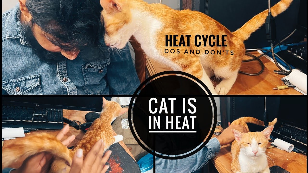 CAT IS IN HEAT - ALL YOU NEED TO KNOW #Heatcycle #catlovers #catcare ...