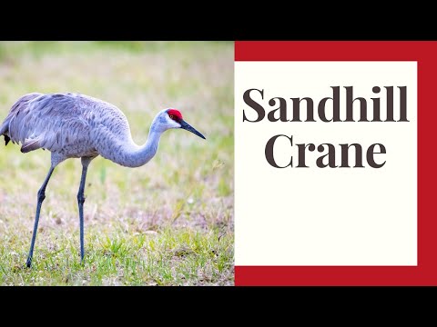 What Is The Longevity Of Sand Cranes