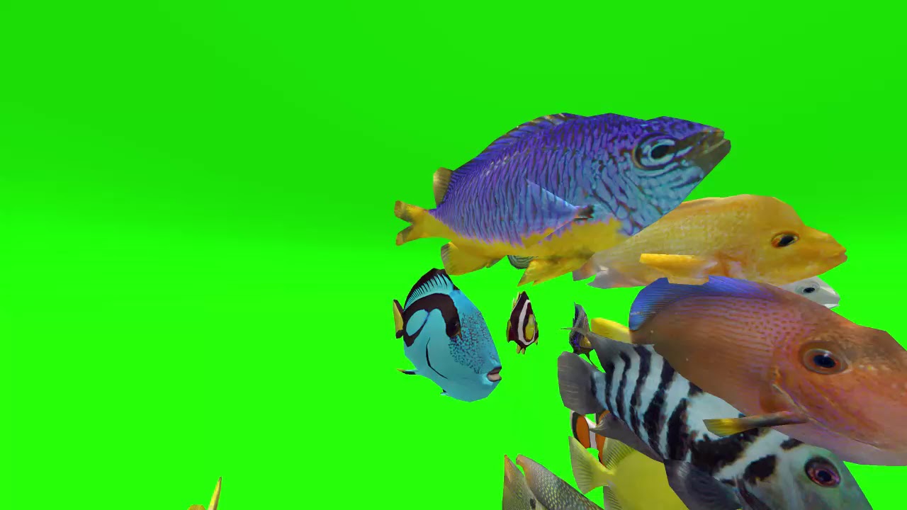 3D Tropical Fish in green chromakey background - YouTube