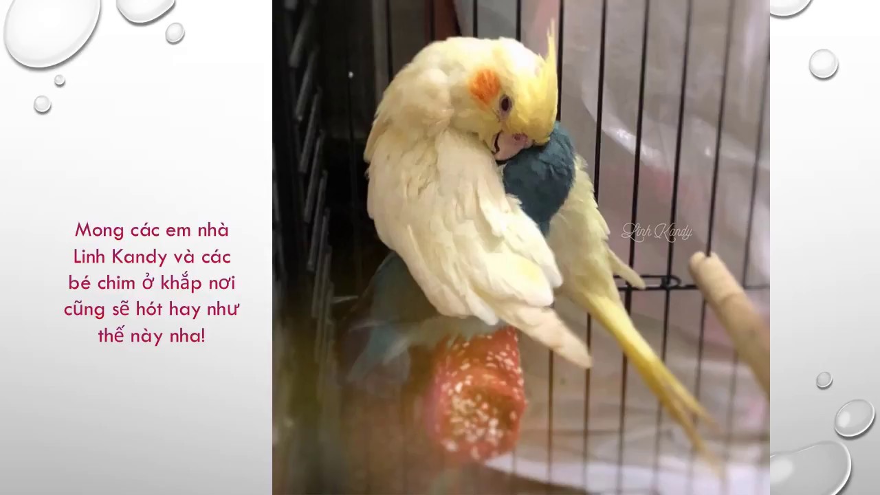 Happy Birthday - Cockatiel Singing 44mins - YouTube