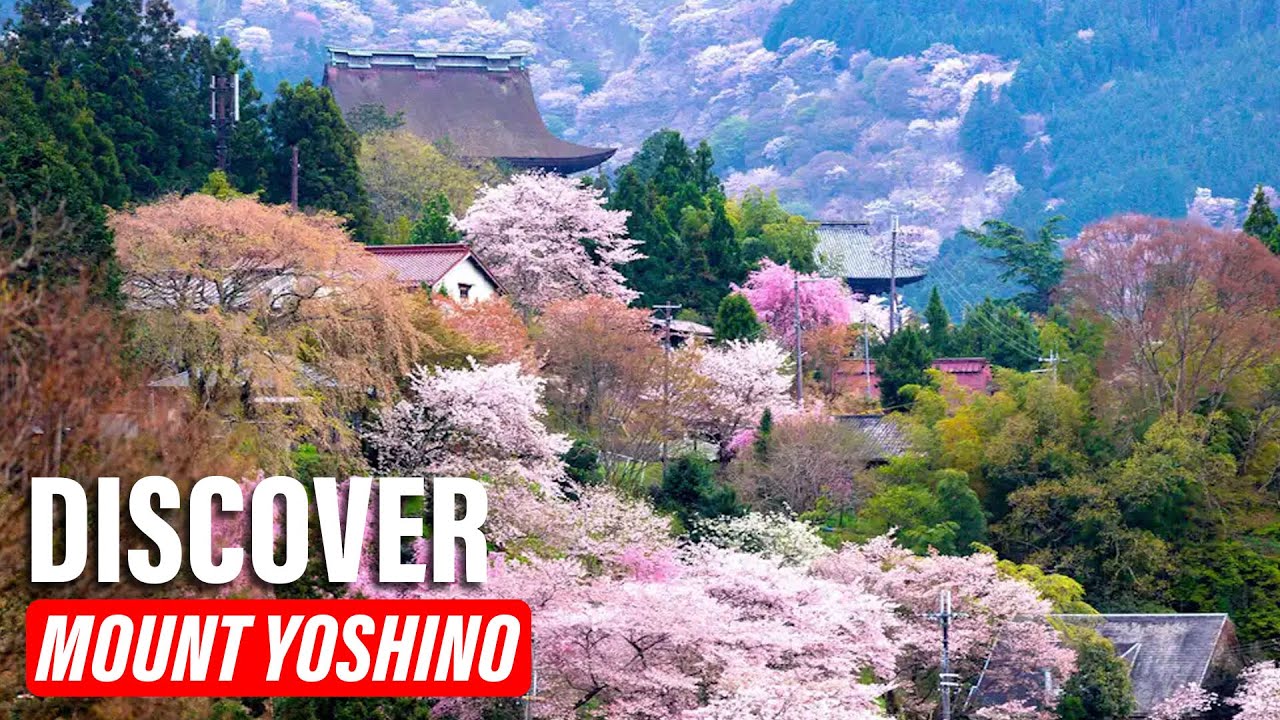 Discover Mount Yoshino: Japan’s Mountain of Cherry Blossoms - YouTube