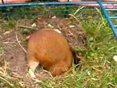 cute hamster digging - YouTube