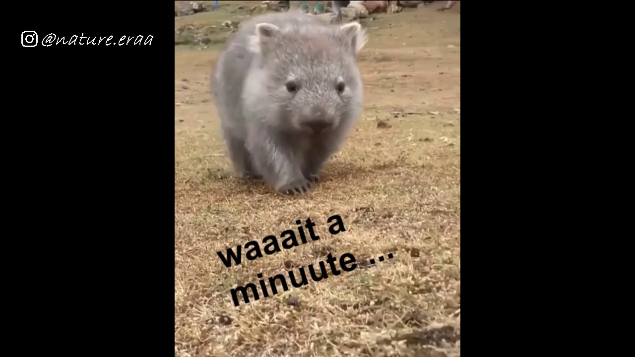 Animal Voice 4 - wombat's hunger attack - YouTube