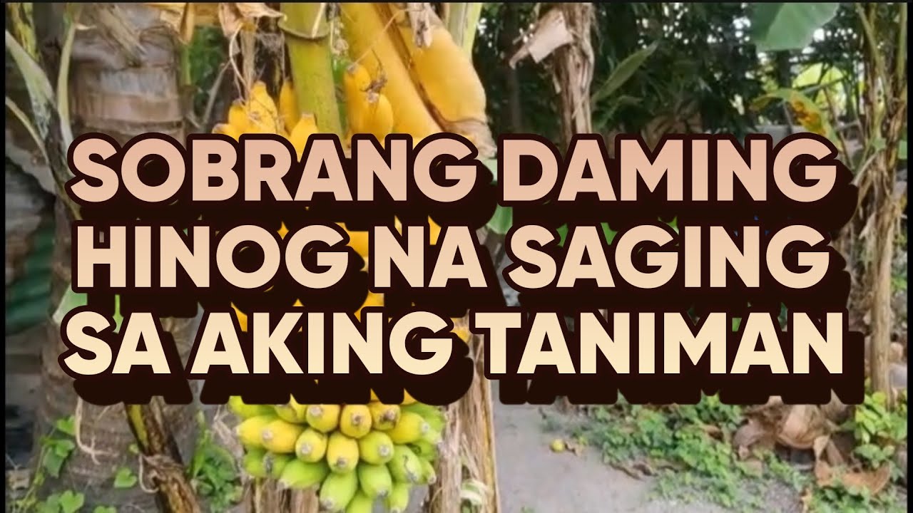 SOBRANG DAMING HINOG NA SAGING SA AKING TANIMAN - YouTube