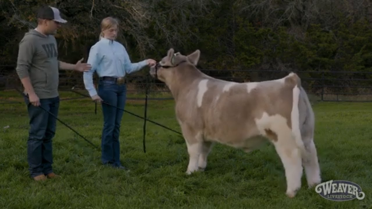 Showmanship: Having the Right Posture - YouTube
