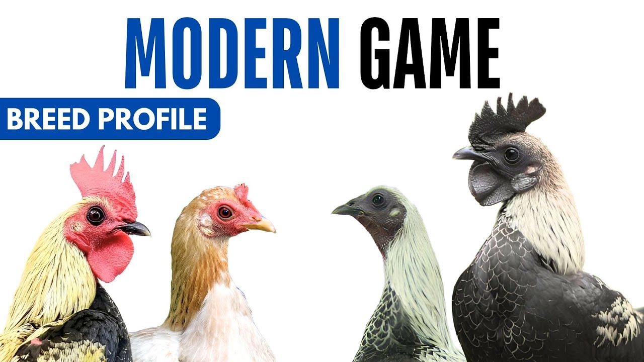 Modern Game Chicken Breed Profile History Health Issues - Modern Game ...