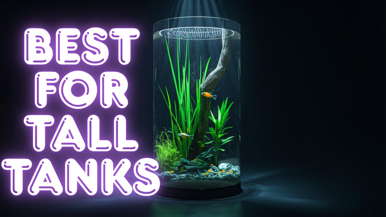 Elevate Your Space: Best Fish for Vertical Aquariums - YouTube