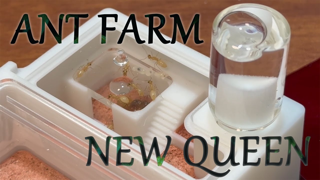 The Best Ant Farm For New Queen You Can Buy! - YouTube