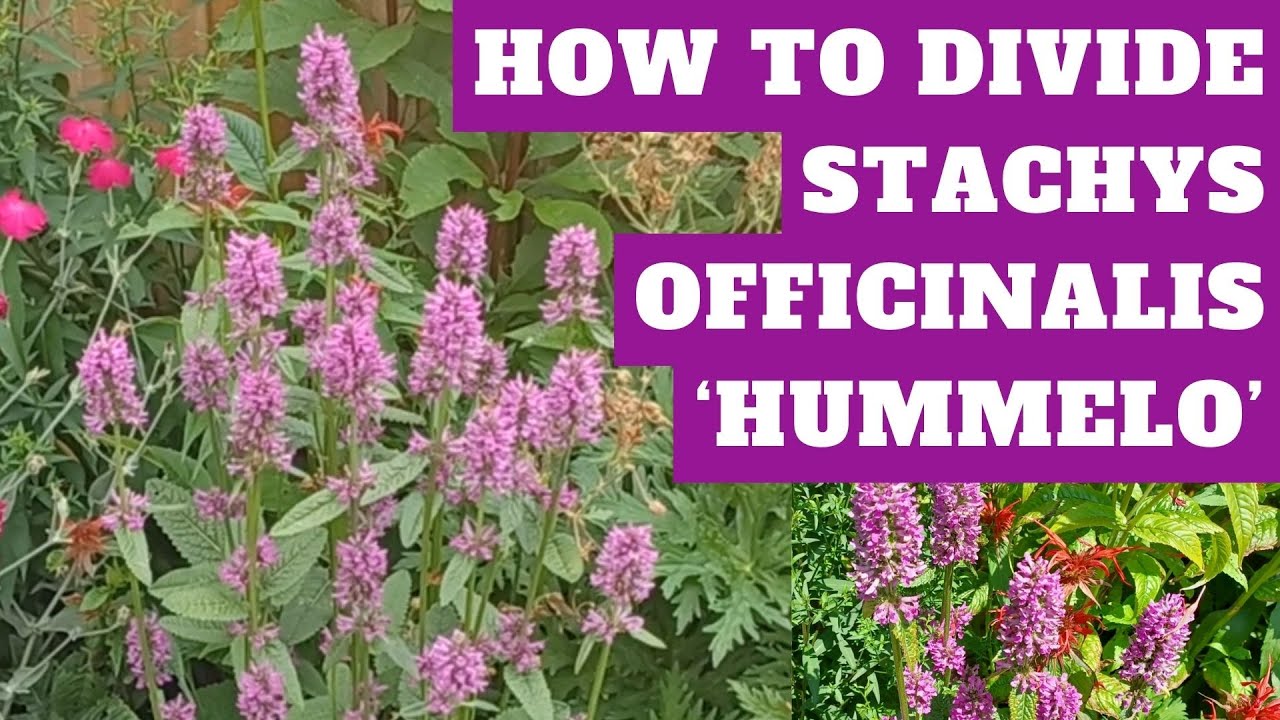 Dividing Stachys officinalis 'Hummelo' | How to Divide Perennials ...