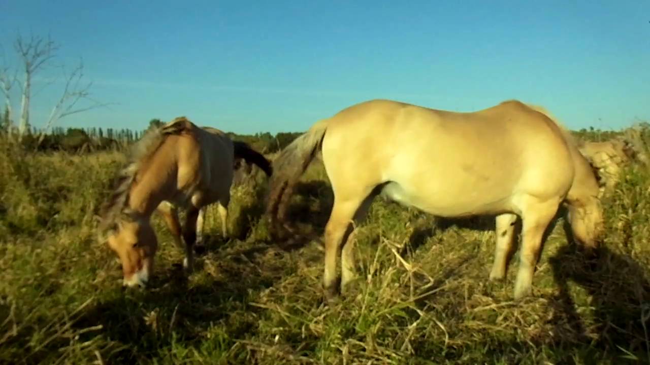 Die Wildpferde an der Mönchmühler Straße in Berlin beim grasen - YouTube