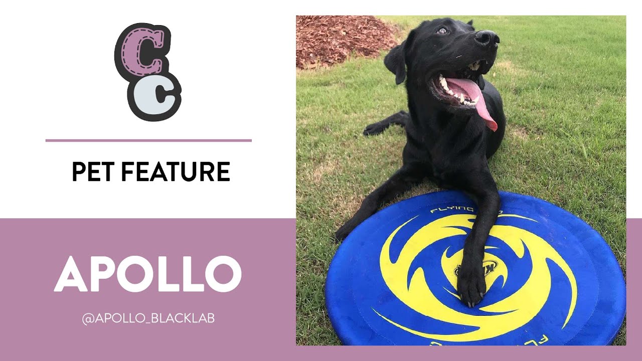 Cuddle Clones CC Feature - Apollo Black Lab - YouTube