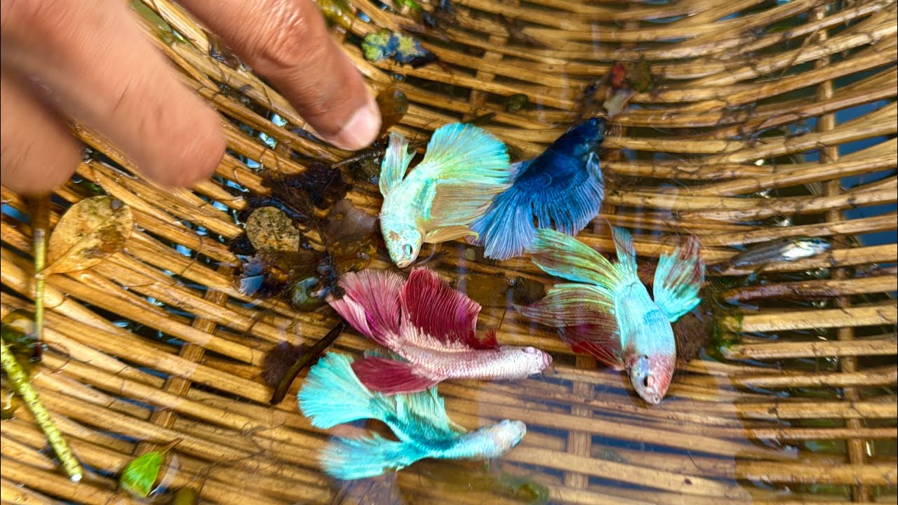 Fishing for Wild Betta Fish: Natural Betta Habitat Expedition from ...